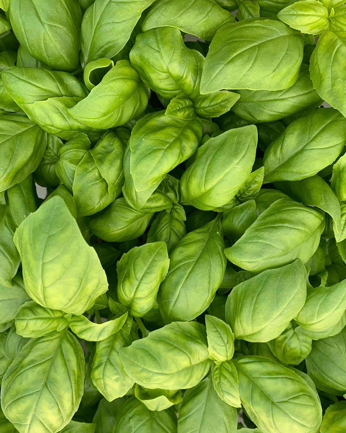 Organic Living Basil - Simcoe Harvest